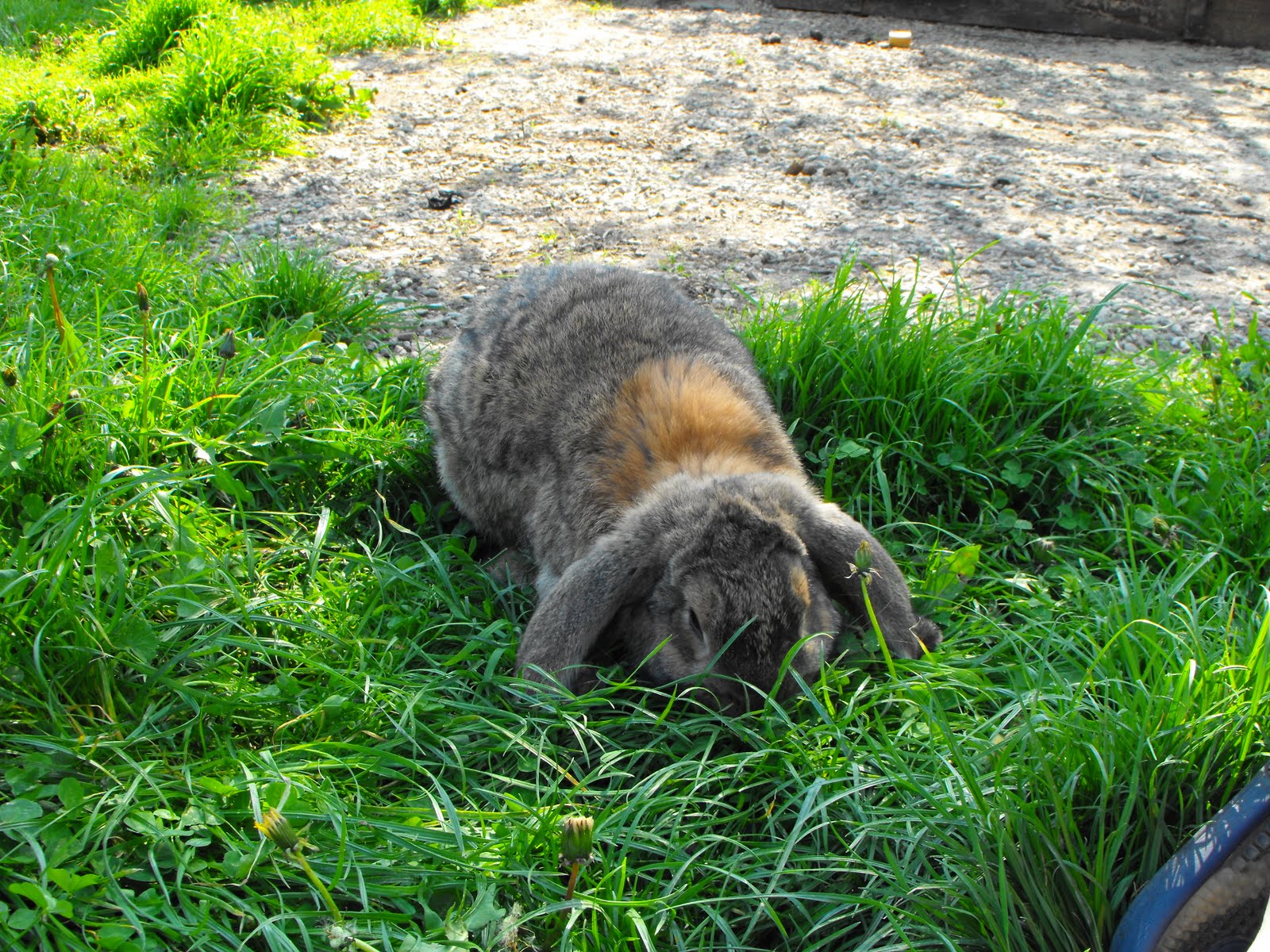IEPURI DE VANZARE: iepuri di rasa berbec german