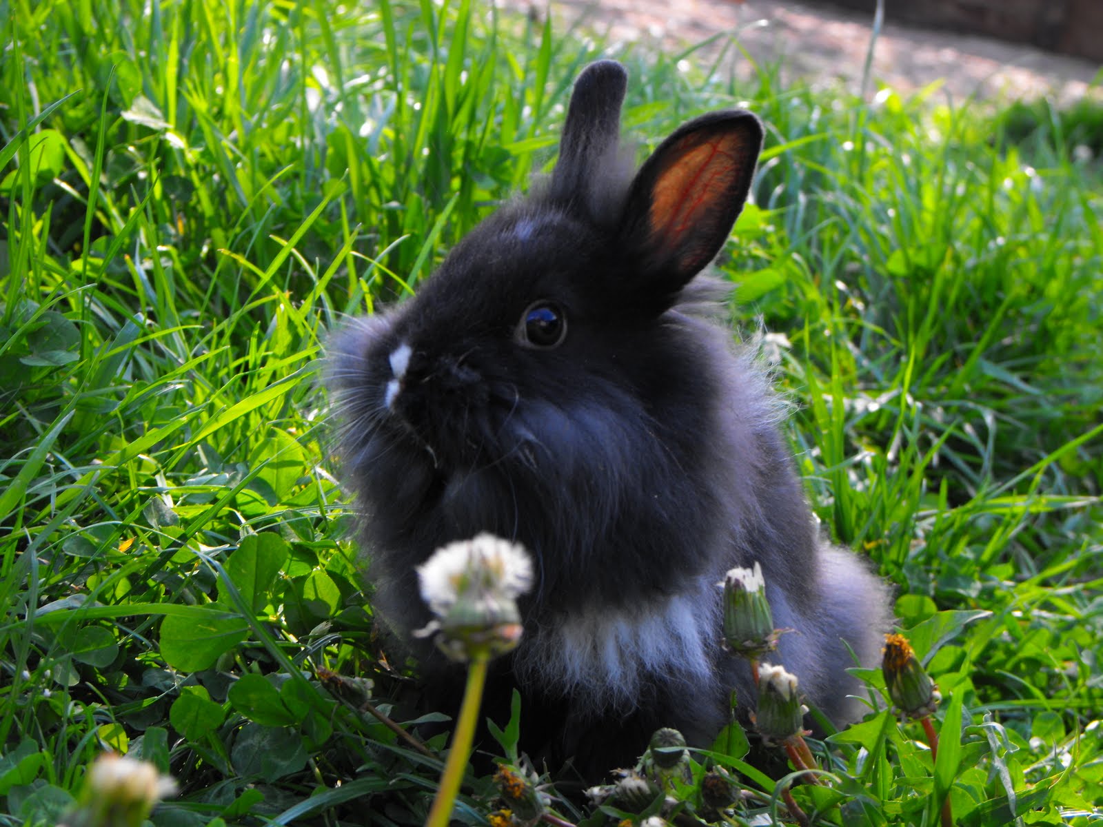 IEPURI DE VANZARE: iepuri din rasa pitic cap de leu