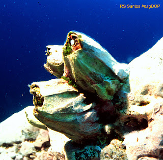 Animais exóticos | ItFrancyles'