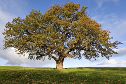 Viveiro Ciprest - Plantas Nativas e Exóticas: Carvalho Alemão ( Quercus ...