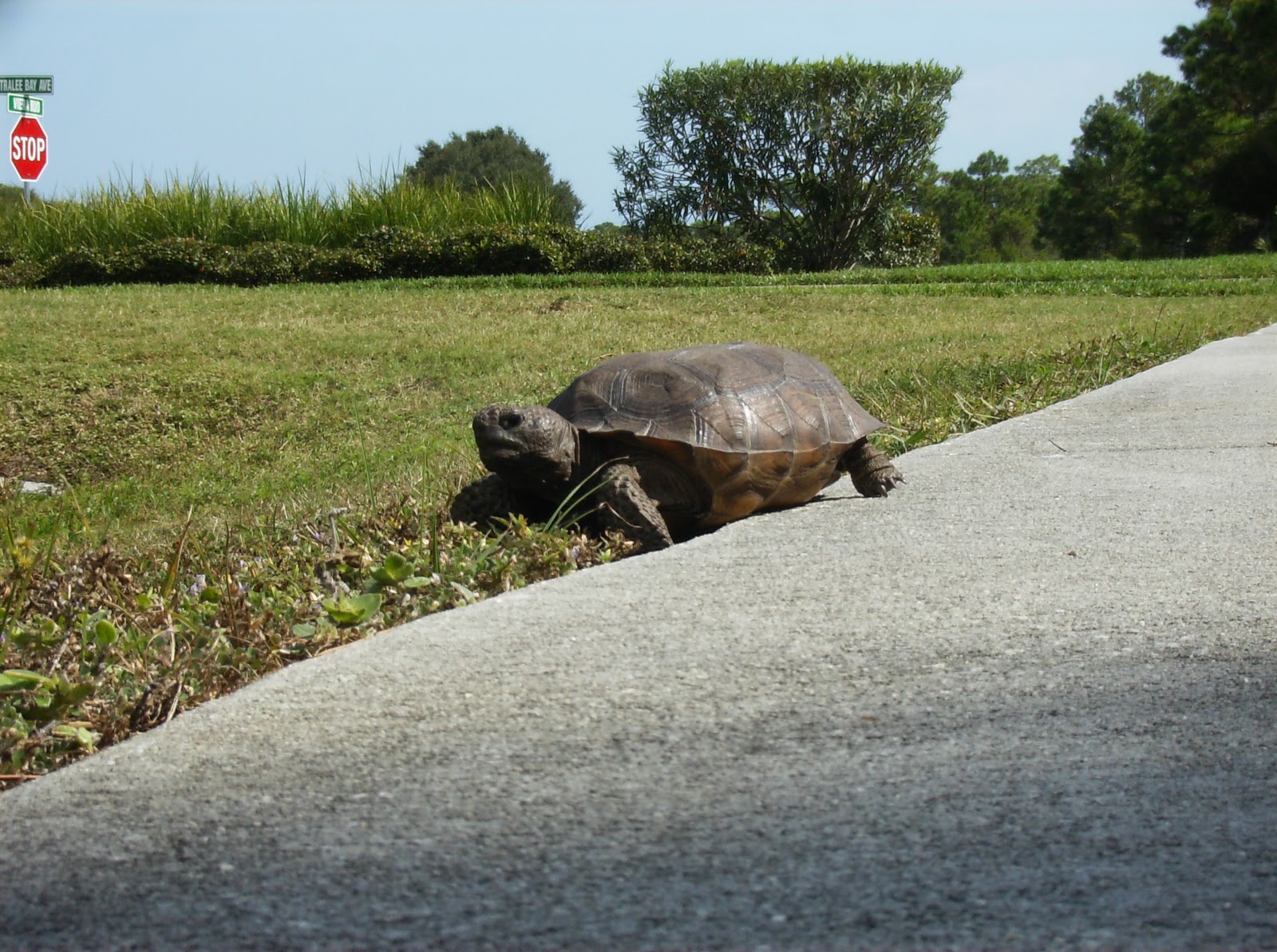 Cocoa Beach Pictures: Florida Gopher Turtle