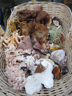 ALL THINGS FOOD: Mushroom Foraging @ Salt Point State Park
