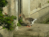 Girl Goes Global: The Hot-Looking Italian Goose