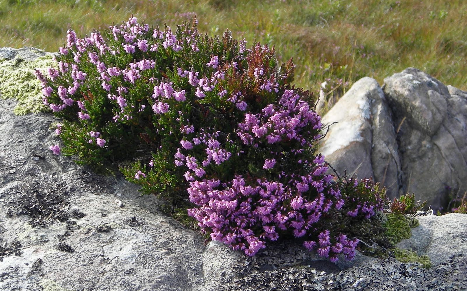 A Kilchoan Diary: Heather