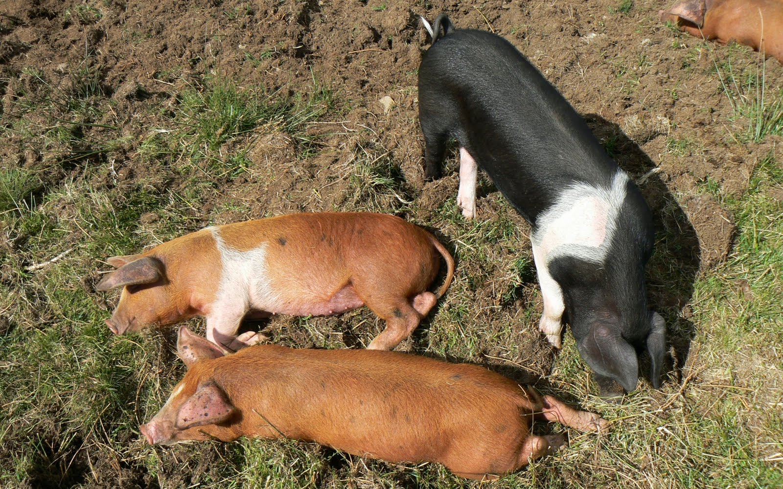 A Kilchoan Diary: October 2010