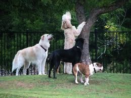 Dog Blog: Life Lessons to Drool Over: Barking Up the Wrong Tree