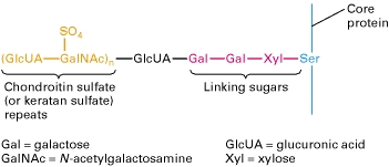 Biología Celular Membrana Plasmática