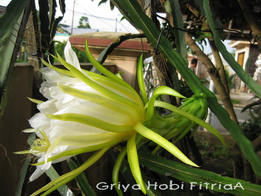 Griya Hobi FitriaA: bunga suwek dan bunga buah naga