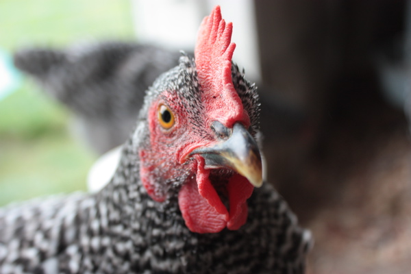 Ba-Gawks: Chicken faces