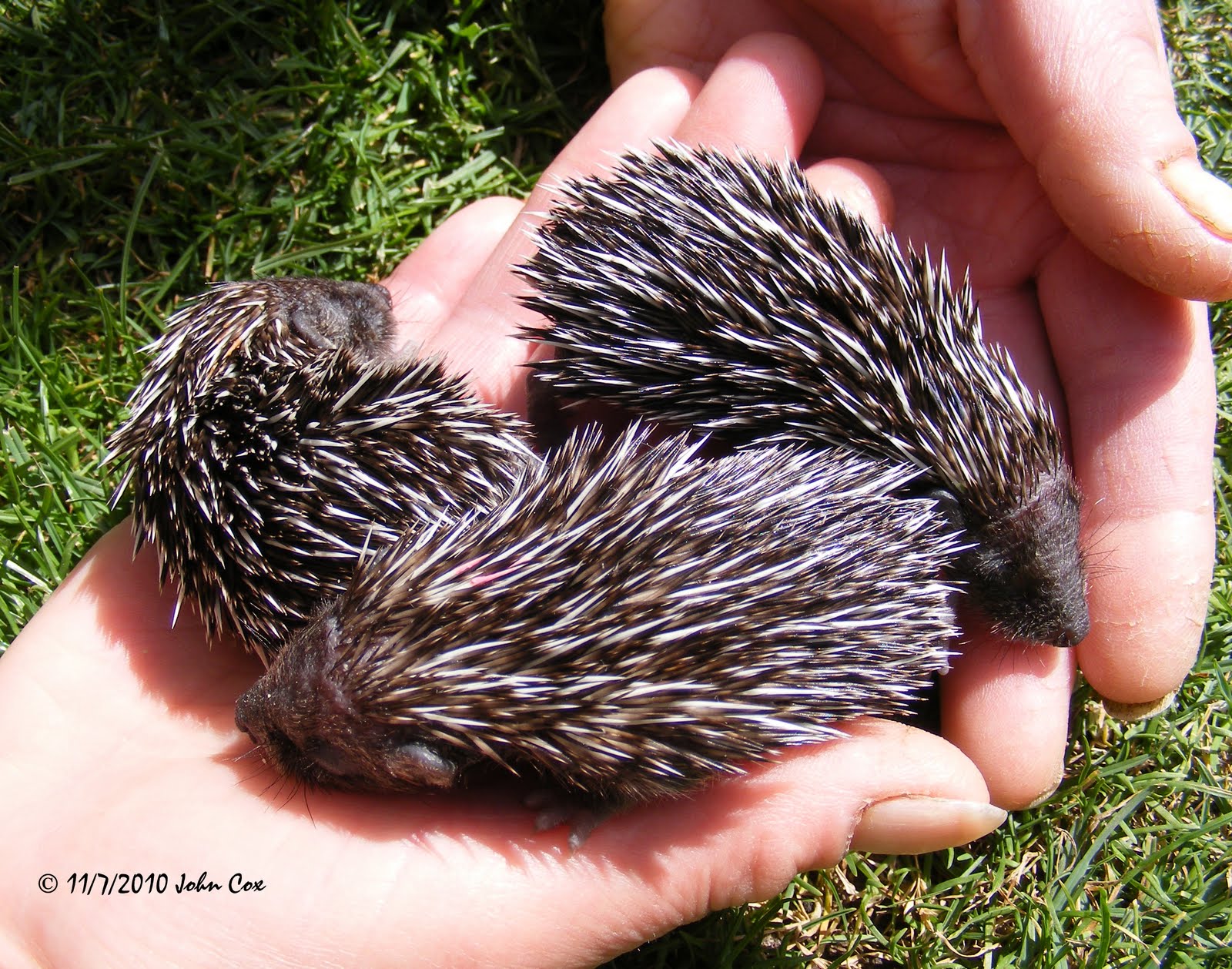 All Beak and Feathers: July 2010: The Hoglets are growing!