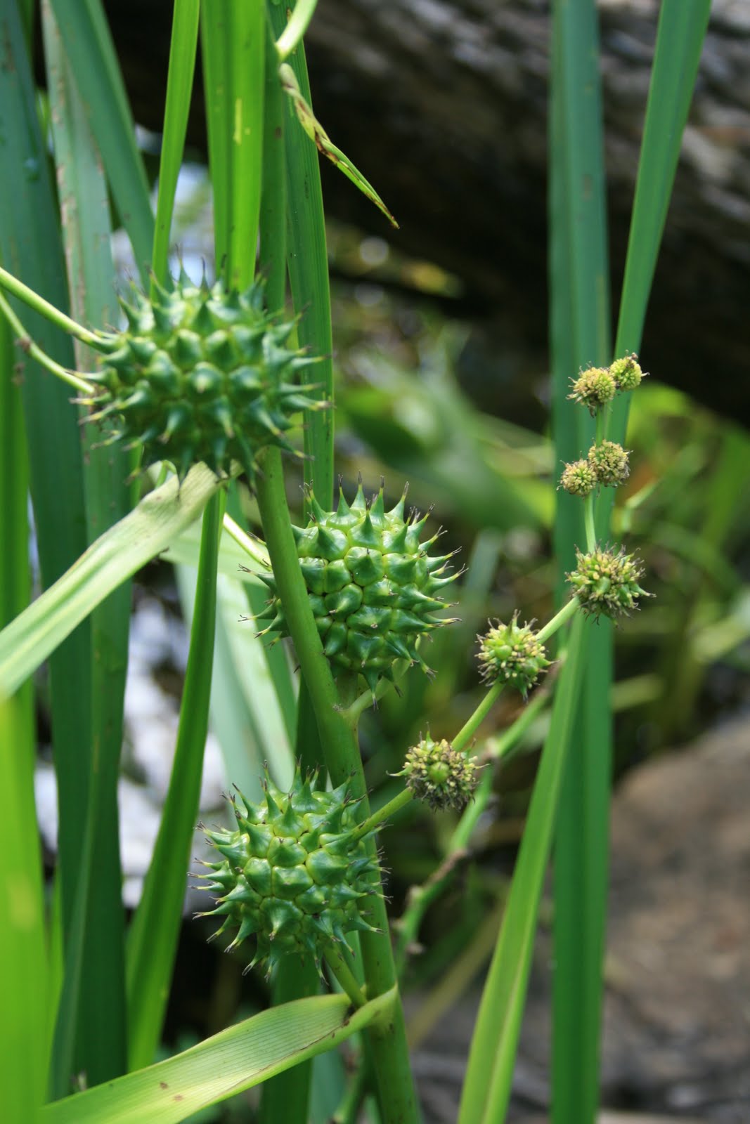 Spicebush Log: Bur-reed