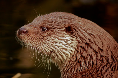 Discovering Alpine Birds: Eurasian Otters in Europe and Austria