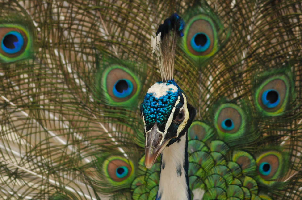Discovering Alpine Birds: Awesome fun with Peacocks