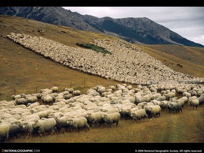 Shekinah Fellowship: Sheeple