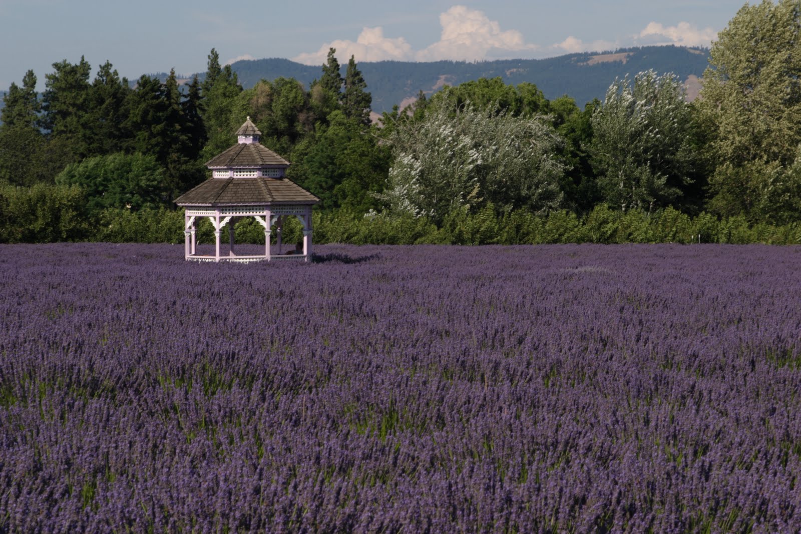 Nelda Mays Photography, Inc.: Lavender Valley, Hood River, Oregon