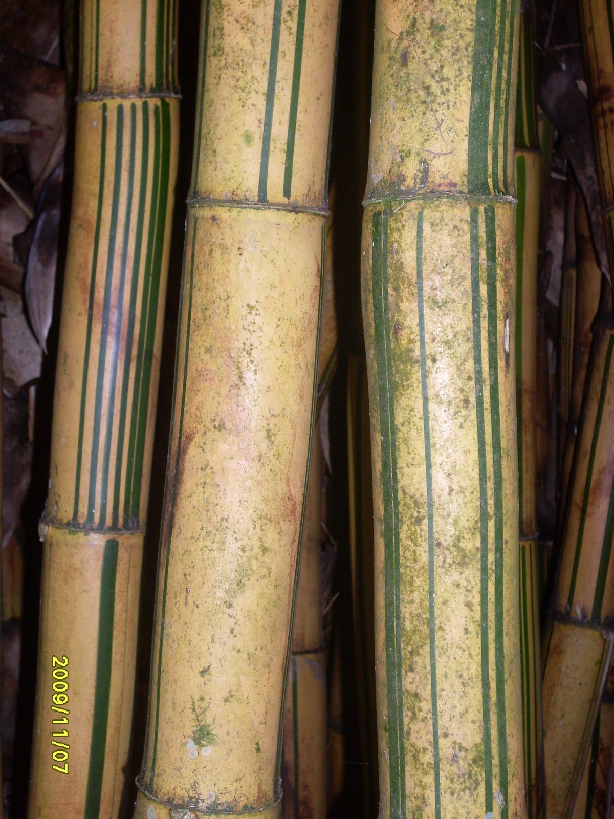BAMBU | plantasmaderables11a