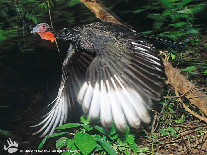 Green Tour: Pava Aliblanca