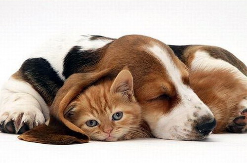 Imágenes tiernas HD - Imagui