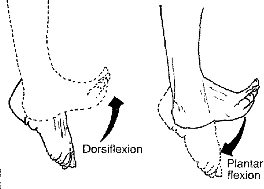 Two Feet Stuck Outside: To plantarflex? To dorsiflex?