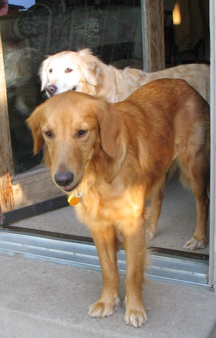 A Dogs Life, the real story: Ruby, a dog comes alive!
