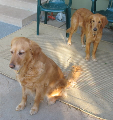 A Dogs Life, the real story: Ruby, a dog comes alive!