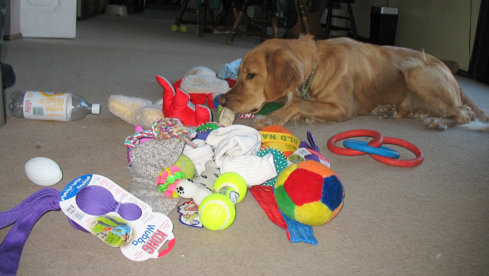 A Dogs Life, the real story: Why we foster, Mogley. Part one of many to ...