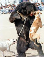 Animal Rights: The Newest Sport: Bear Baiting