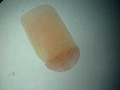 Laboratorio de Biología Animal: 11/06/2007 -- Práctica 14: Phylum ...