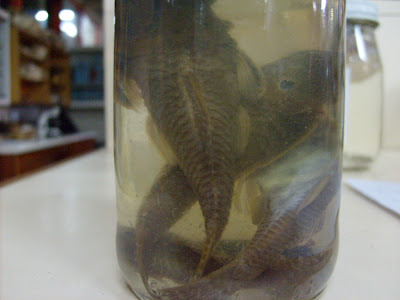 Laboratorio de Biología Animal: 11/06/2007 -- Práctica 14: Phylum ...