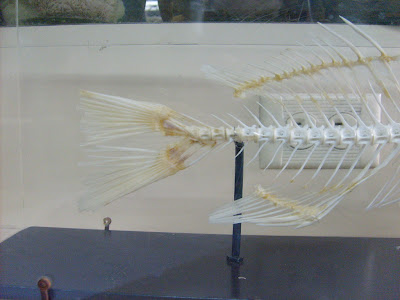 Laboratorio de Biología Animal: 11/06/2007 -- Práctica 14: Phylum ...