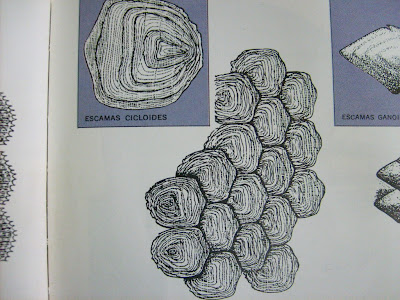 Laboratorio de Biología Animal: 11/06/2007 -- Práctica 14: Phylum ...