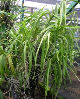 TISSUE CULTURE AND ORCHIDOLOGI: PENGEMBANGAN AGRIBISNIS ANGGREK