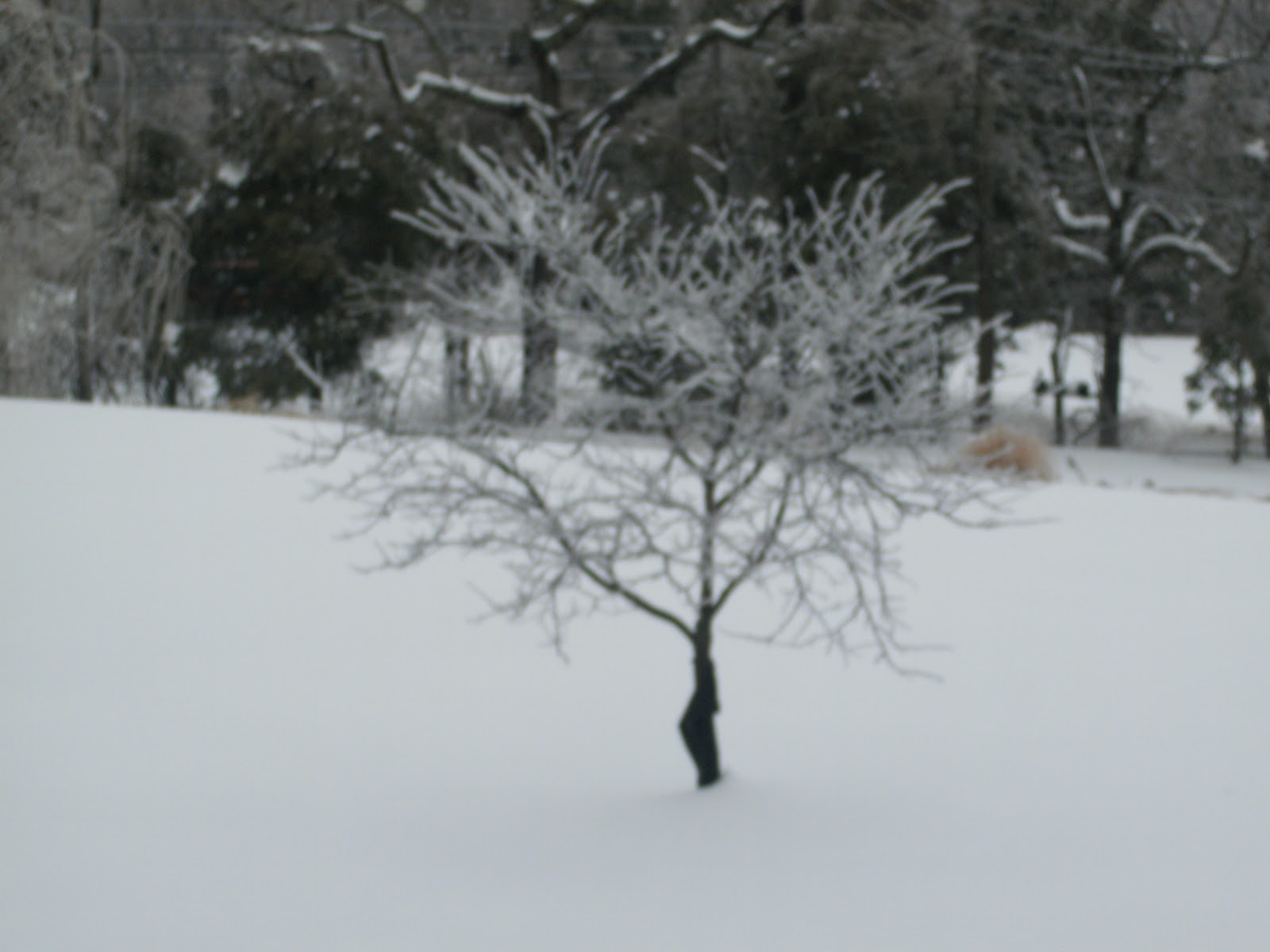 GreetingsfromtheGarden: The Red Bud Tree Winter to Spring