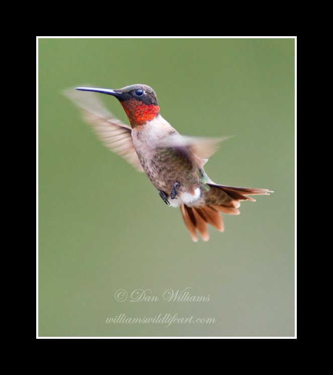 Dan Williams Bird Photography: The Annual Hummingbird Migration