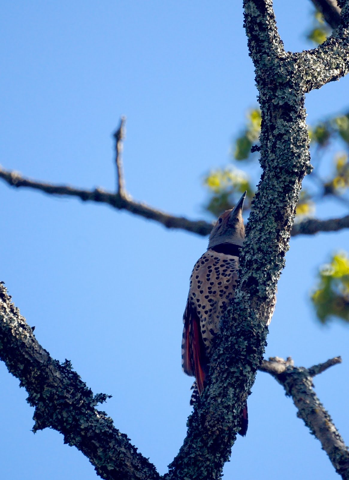 Victoria Daily Photo: Indian Plums, Snickering Squirrel and the Elusive ...
