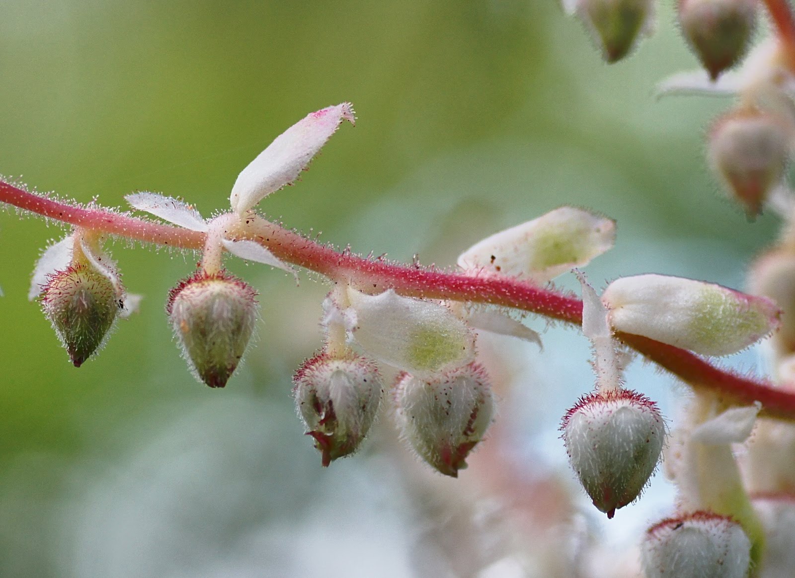 Victoria Daily Photo: Salal (Gaultheria shallon)