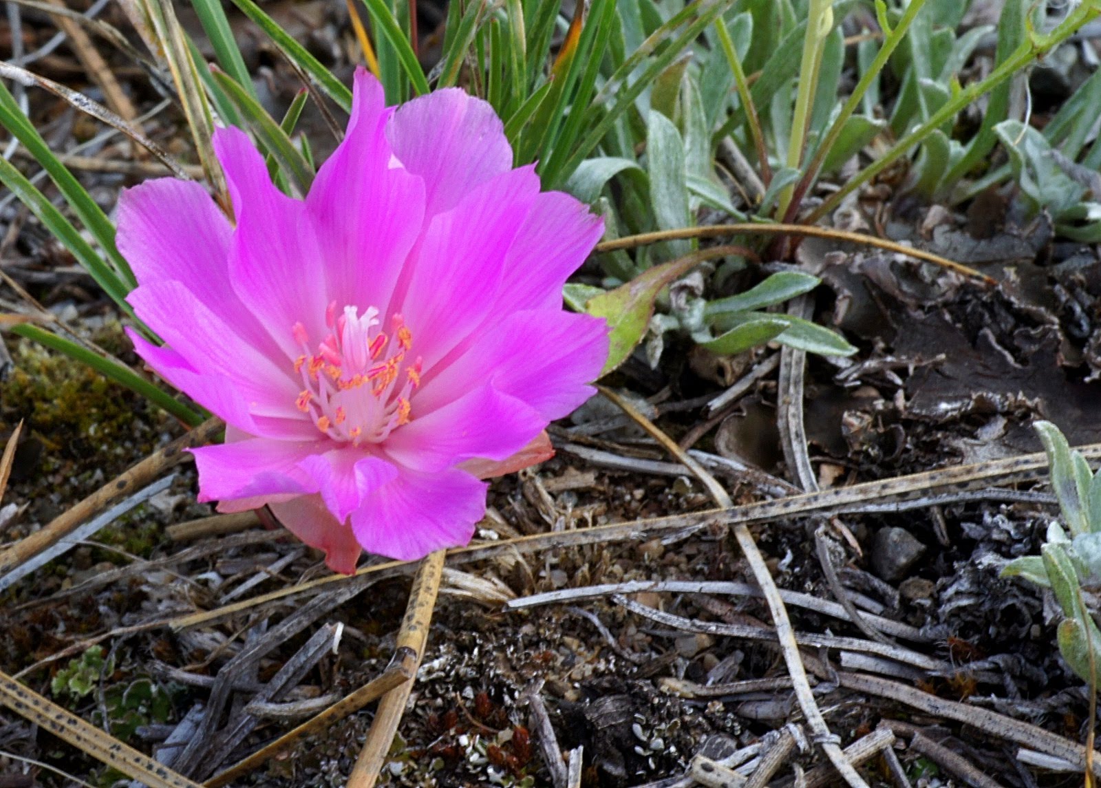 Victoria Daily Photo: Bitterroot (Lewisia rediviva)