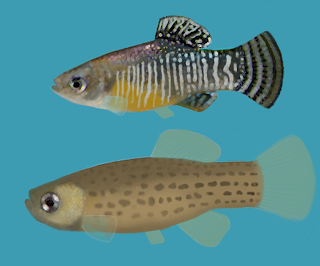 ANIMALES EN PELIGRO DE EXTINCIÓN: El Fartet (Aphanius iberus)