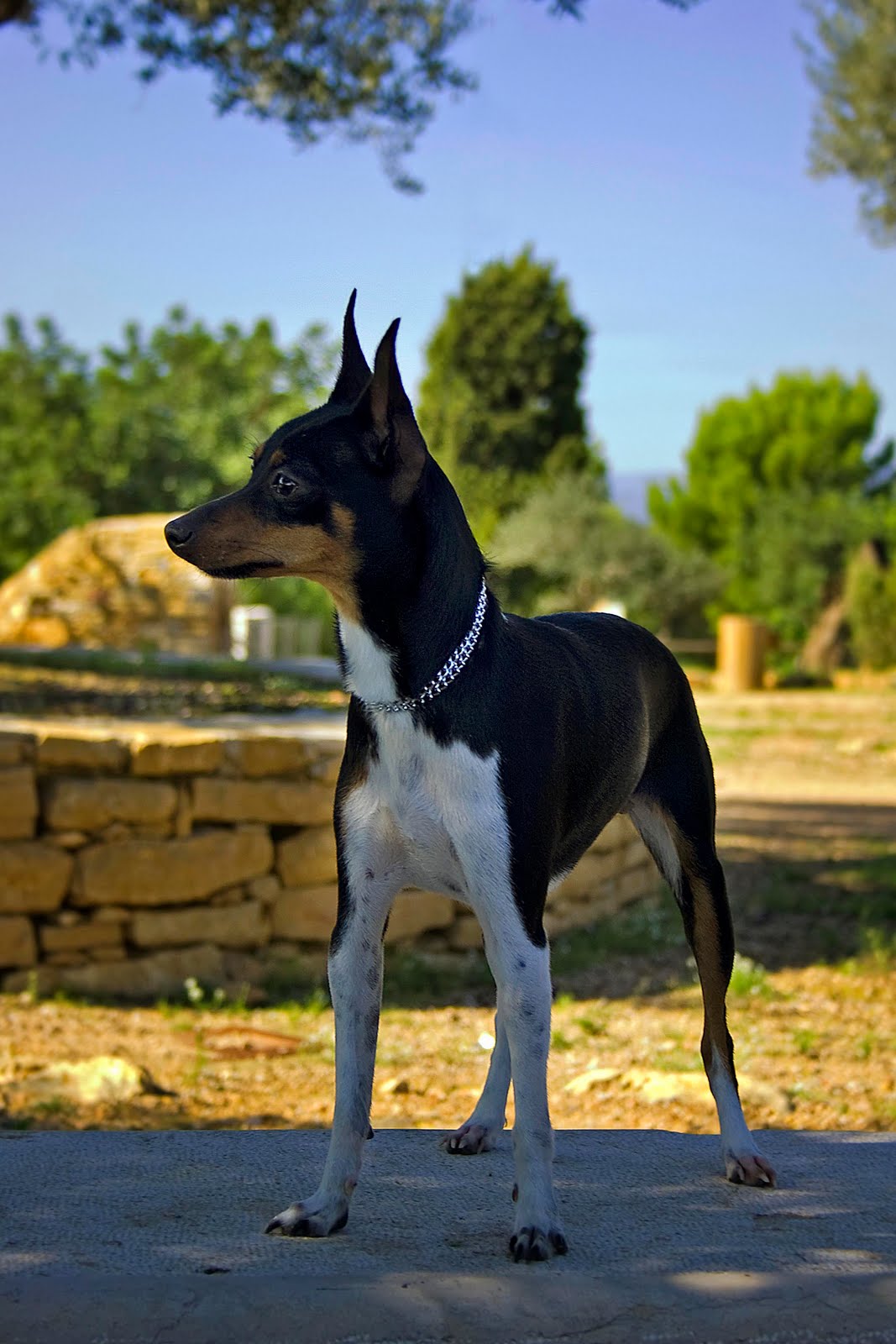 RATER VALENCIÀ. CRÍA Y SELECCIÓN: RATER VALENCIA.