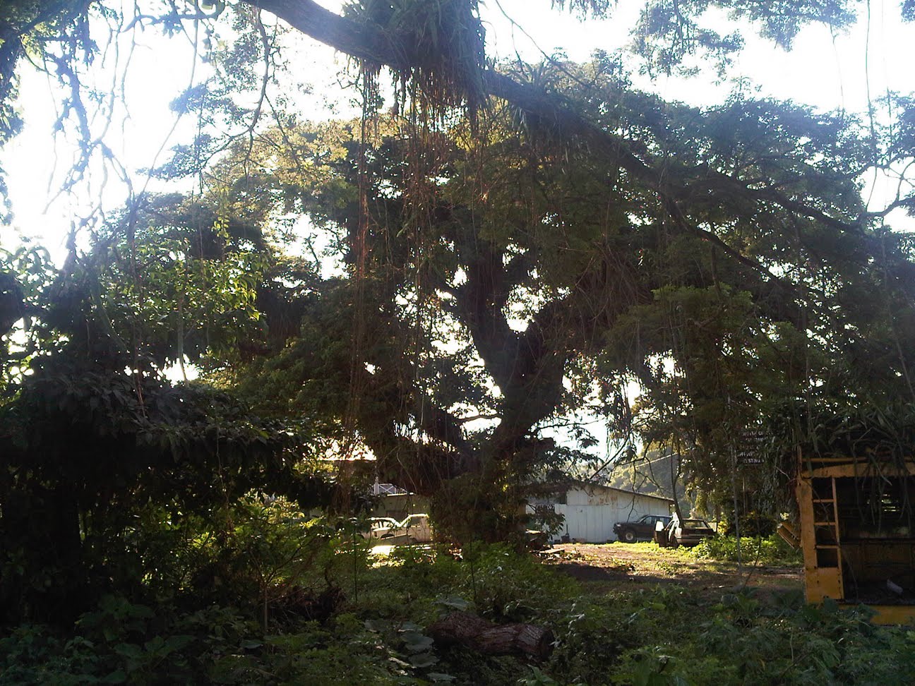 Kevin Kidney: Original Swiss Family Robinson Tree FOUND!!!