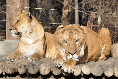 Our Phenomenal Life: January 2009