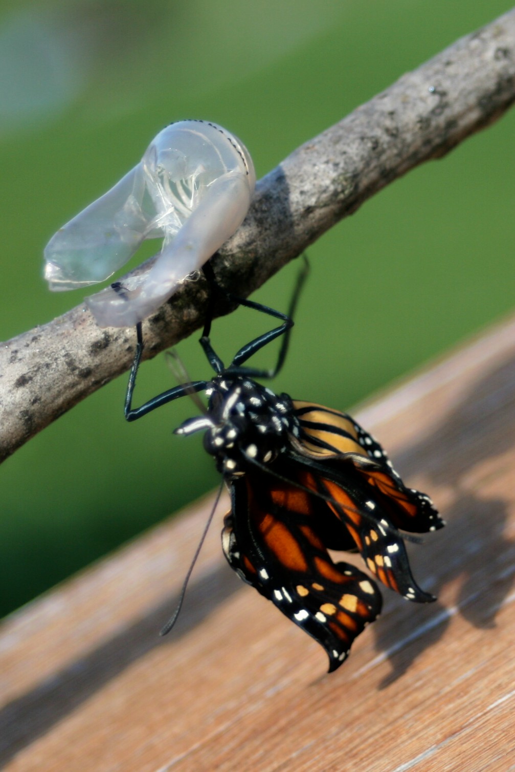 Monarch Butterfly Hatching | RedGage