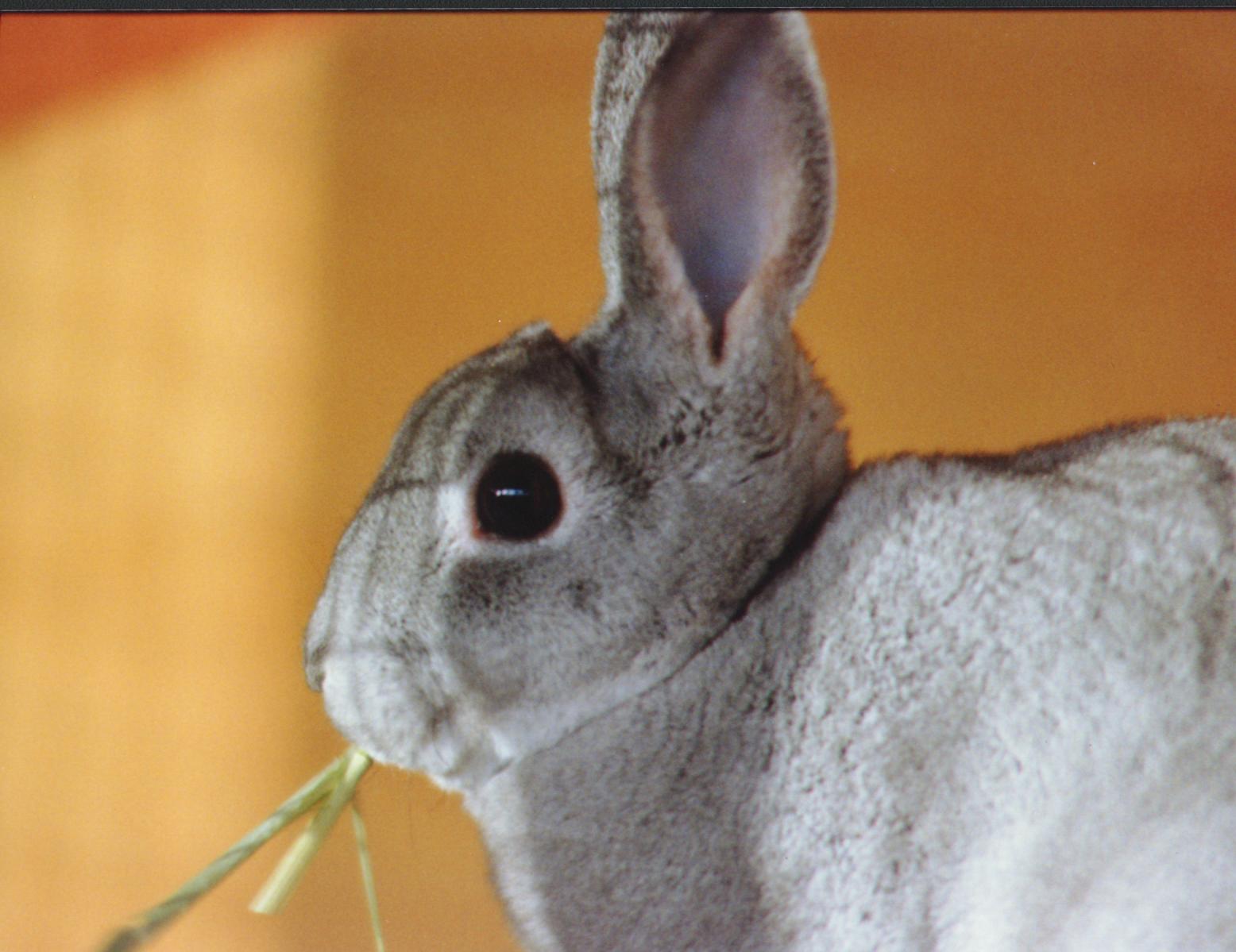 TOTUL DESPRE CRESTERE DE IEPURI: CATEVA RASA DE IEPURI