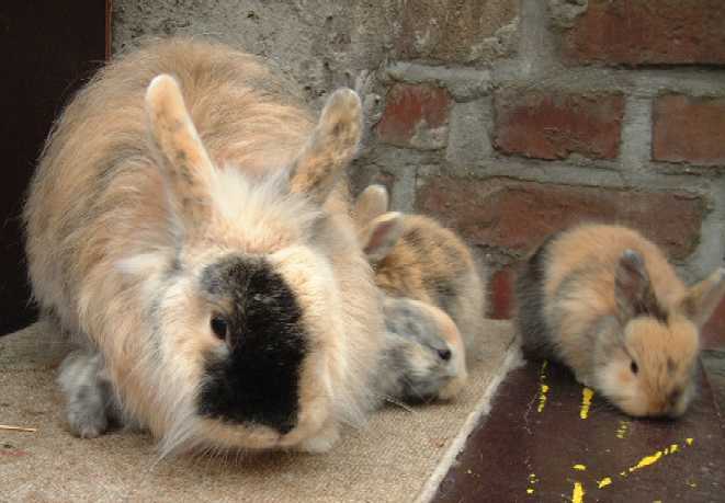 TOTUL DESPRE CRESTERE DE IEPURI: CATEVA RASA DE IEPURI