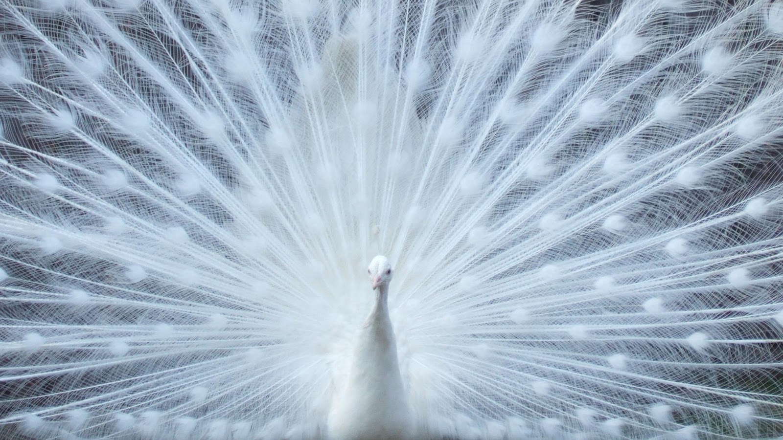 PASARI EXOTICE: PAUN ALB