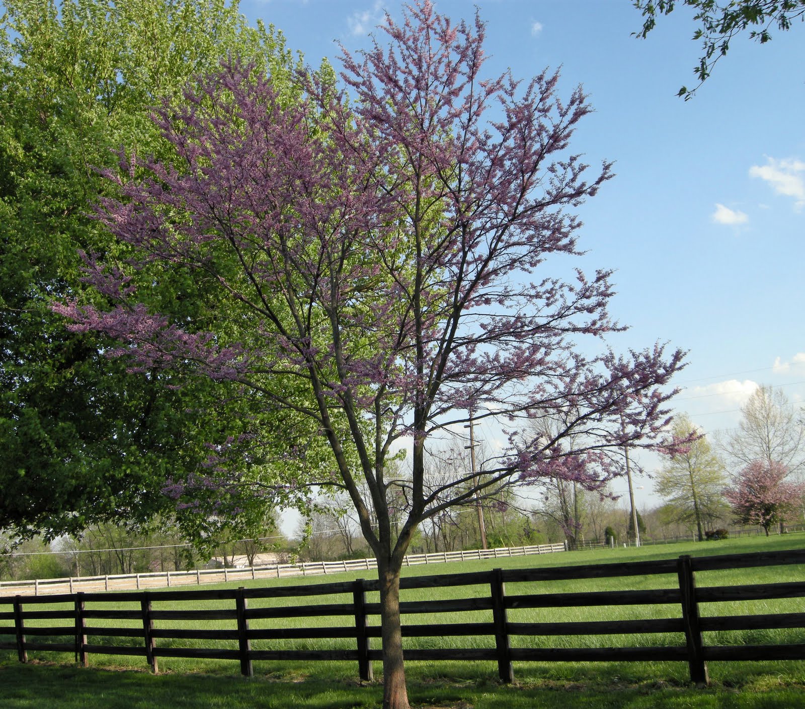 Brenda Robertson Stewart blog: Spring in Indiana
