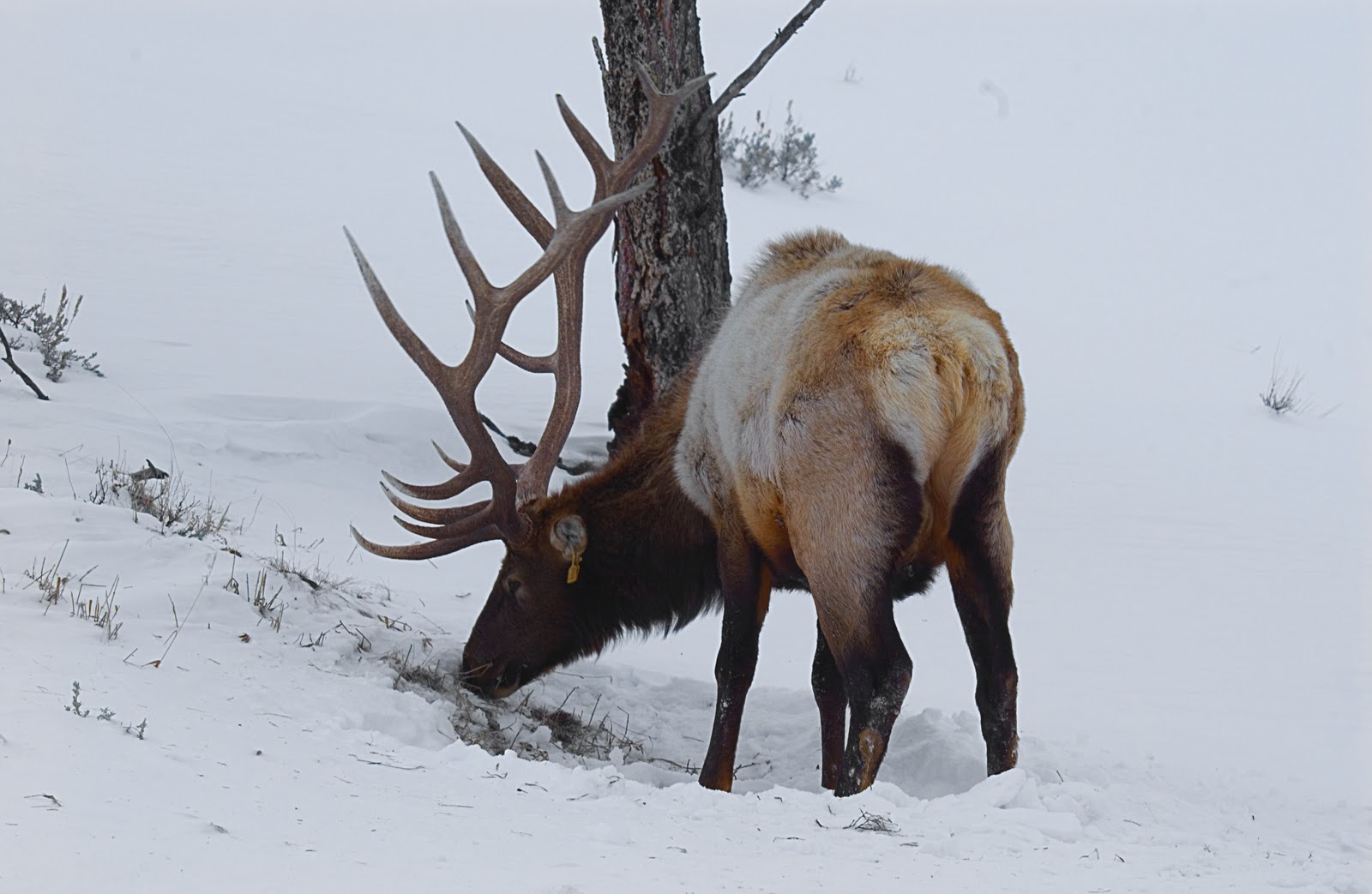 Putah Creek Photo: Wolves, Seven Point Bull Elk,Snowy Buffalo and Coyotes
