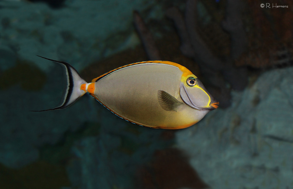 fotosricardo-h: PECES TROPICALES MARINOS (primera parte) - Tropical sea ...