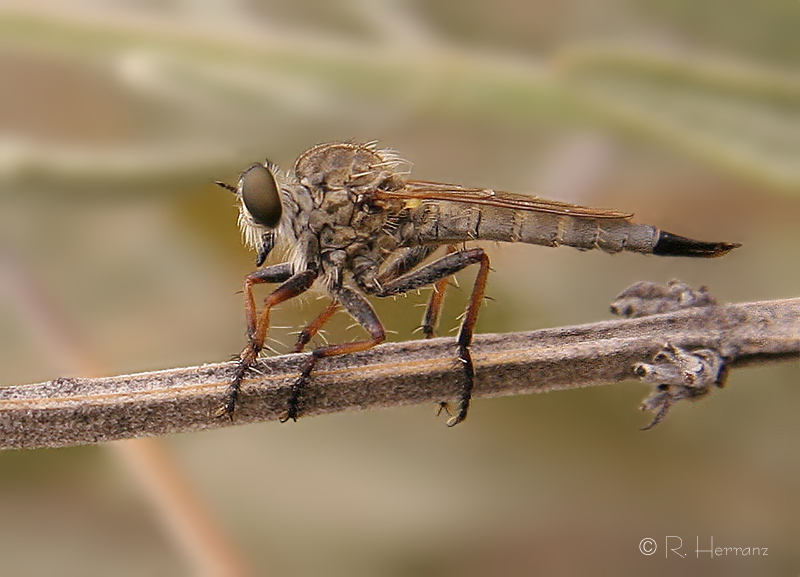 fotosricardo-h: MOSCAS Y OTROS DÍPTEROS - Flies and diptera
