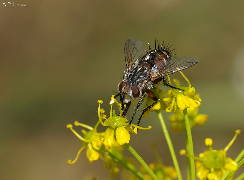 fotosricardo-h: MOSCAS Y OTROS DÍPTEROS - Flies and diptera